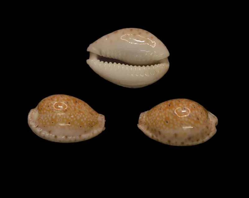 Naria ocellata Natural Sea Shell { 30.17 mm } - Sea Shells From india